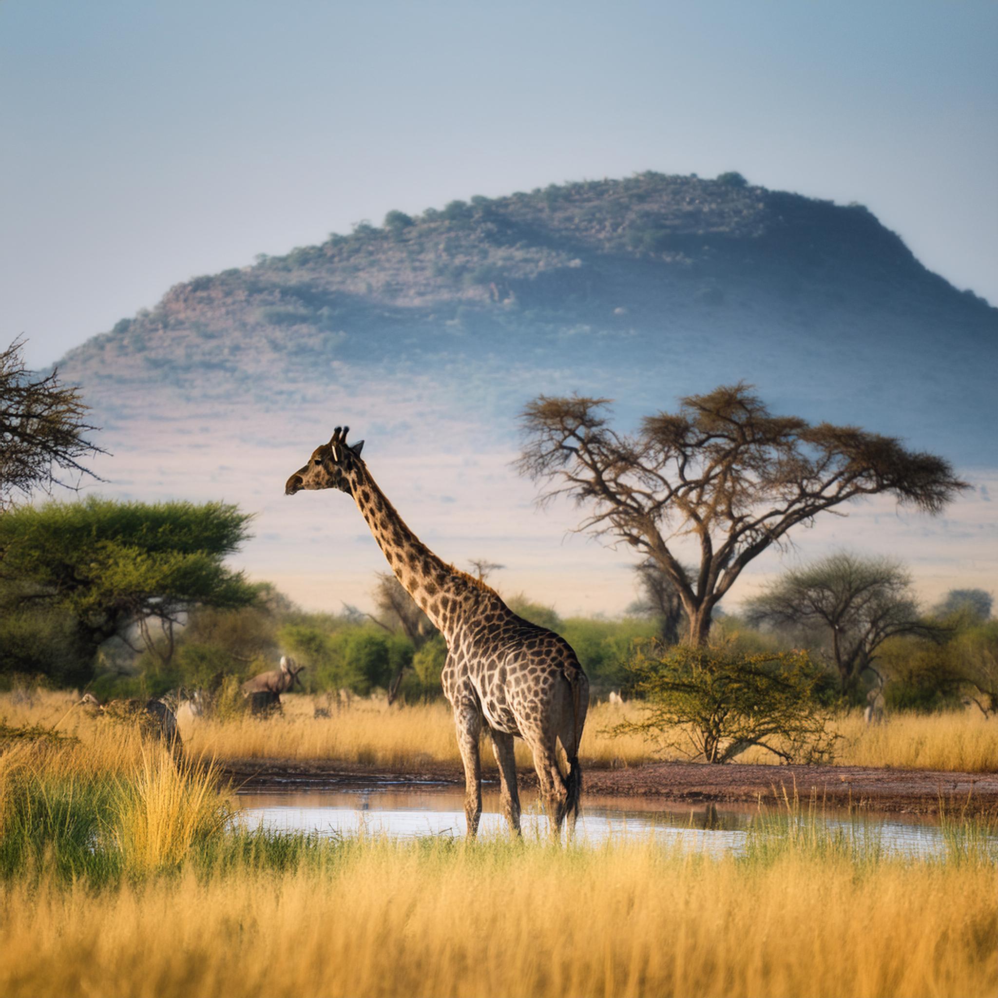 Sentlhane Farms: A Beacon of Wildlife Residential in Botswana ...